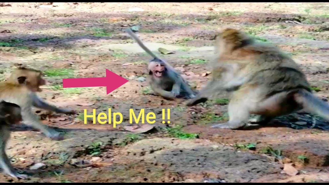 Breaking Cry, Baby Monkey Cry Scaring Dana Fight, Why Dana Fight Baby ...