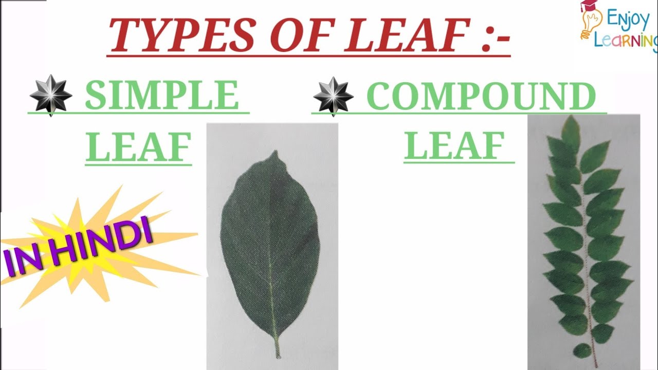 Simple Leaf And Compound Leaf In Hindi - Infoupdate.org