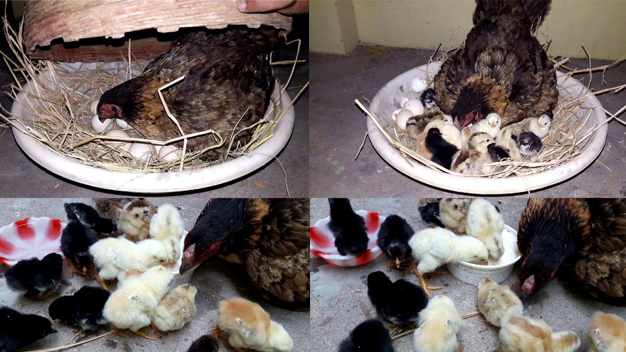 Proceso natural de eclosión de huevos de gallina: eclosión natural de ...