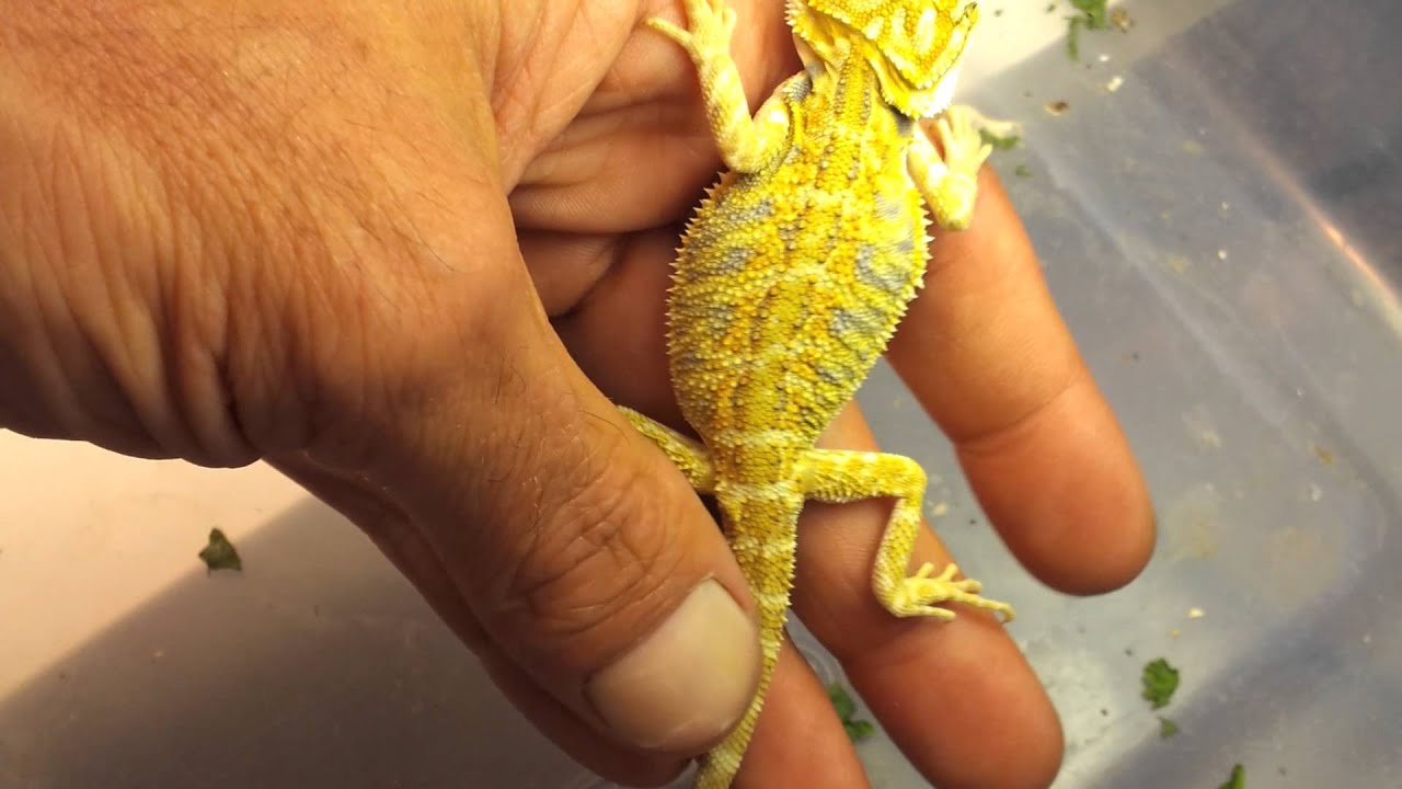 Bearded dragon colony update since my 3 new one.. - YouTube