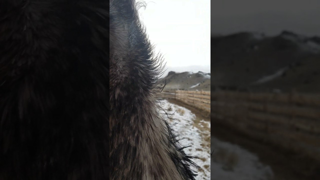 Kevin the Emu - YouTube