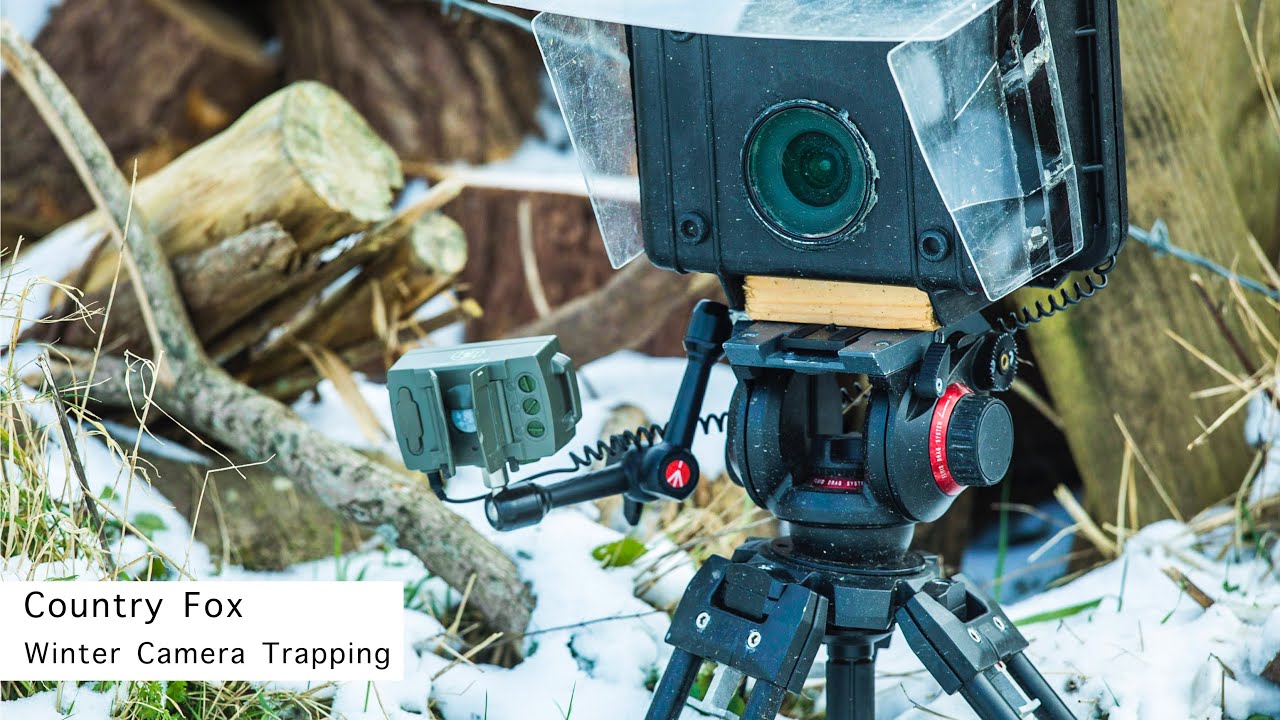 Country Fox - Winter Camera Trapping - YouTube