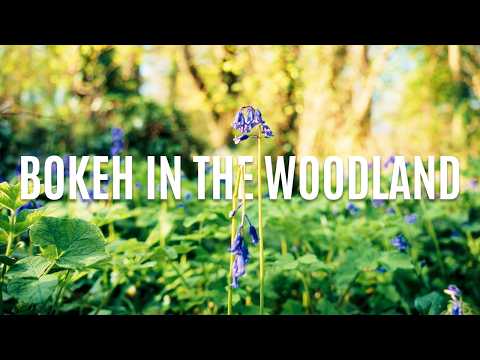 Tamron 28-75 F/2.8 G2 | Nikon Zf | Video and Image Samples 