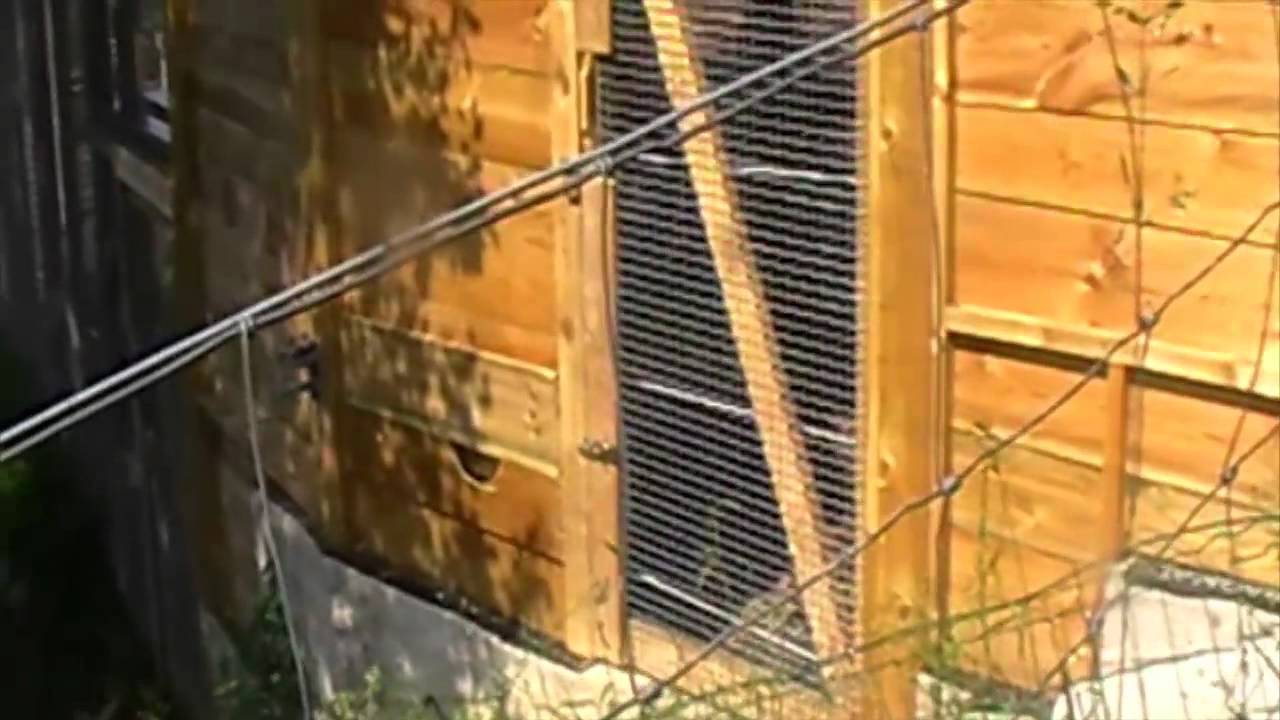 Lucky the bear cub crying for help ... - YouTube