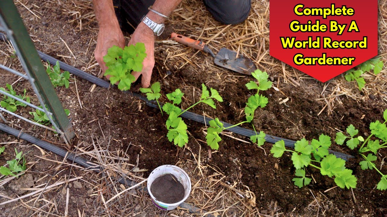 Watch This Before Planting Celery! World Record Gardener Explains How To Grow Celery Organically ...