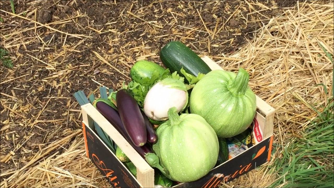 Mes buttes en permaculture avec la méthode Philip Forrer, rendement ...