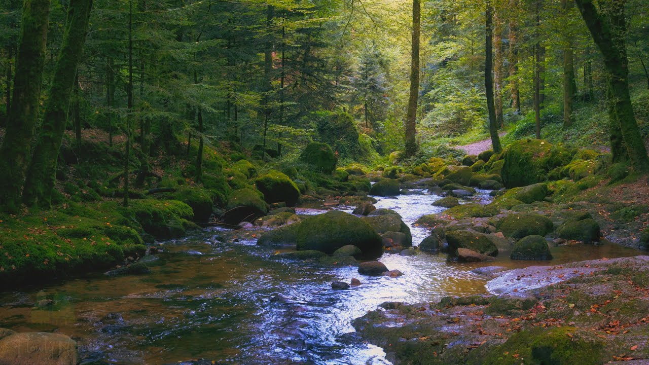 Peaceful Forest Stream - Gentle Stream Sounds - Relaxing Nature Sounds ...