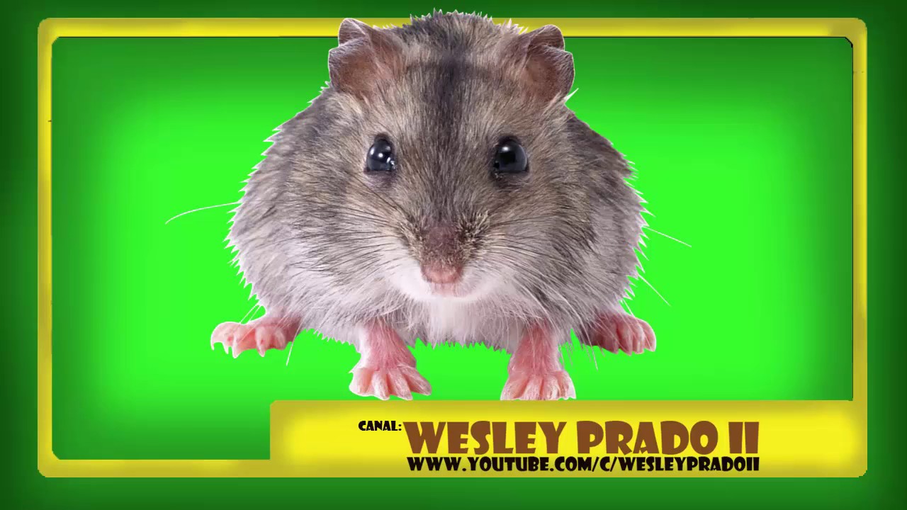 efeito sonoro de rato - sound effect mouse - YouTube
