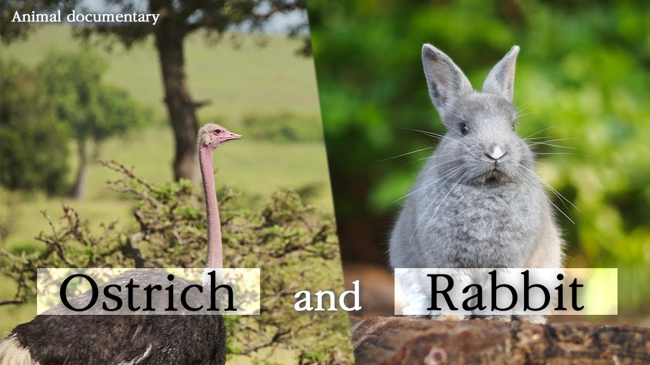 Ostrich, Rabbit [Animal Documentary] - YouTube