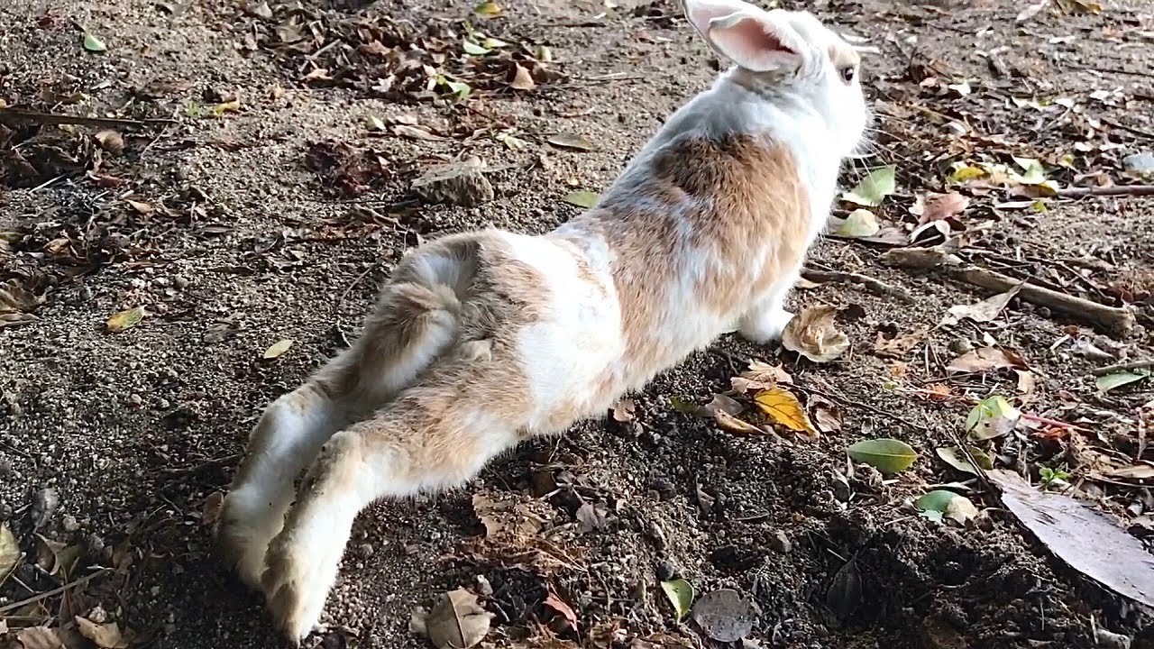 Stretched Rabbit - YouTube