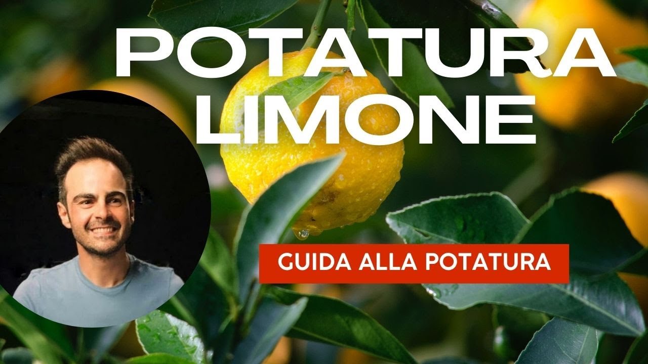 Potare il limone, una guida facile per capire cosa fare con questa ...