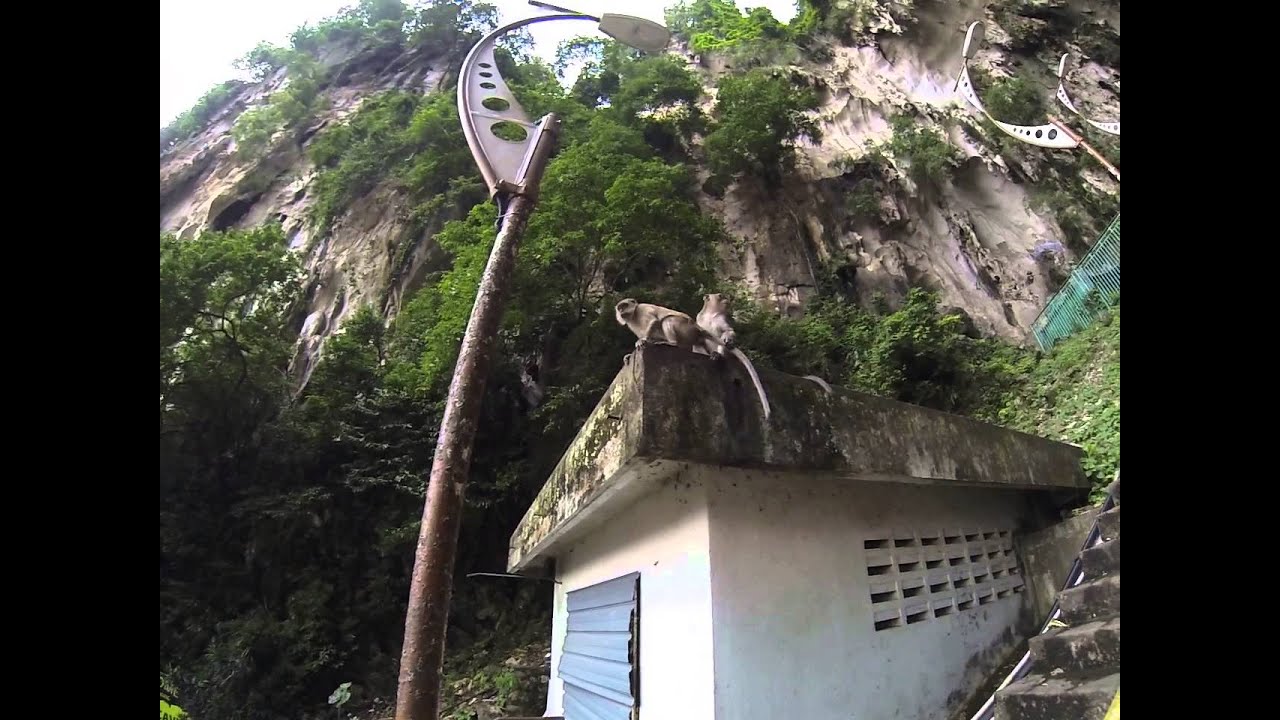 Monkey hump - YouTube