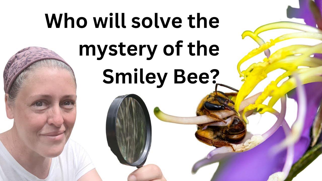 A Mysterious and Unique Australian Bee found only in the Wet Tropics! #bees - YouTube