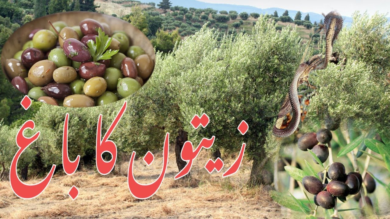 Olive farming in pakistan|zeeton garden|olive oil|olive farming in ...