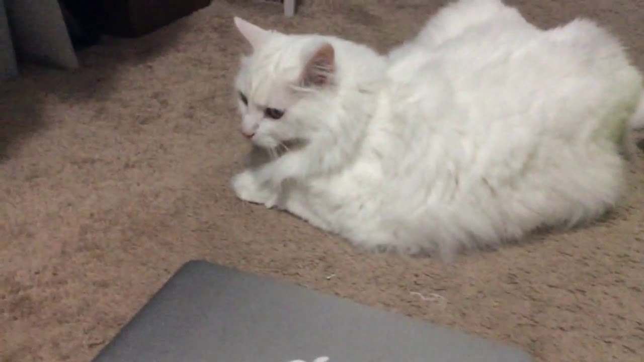 Youtube Cat - YouTube