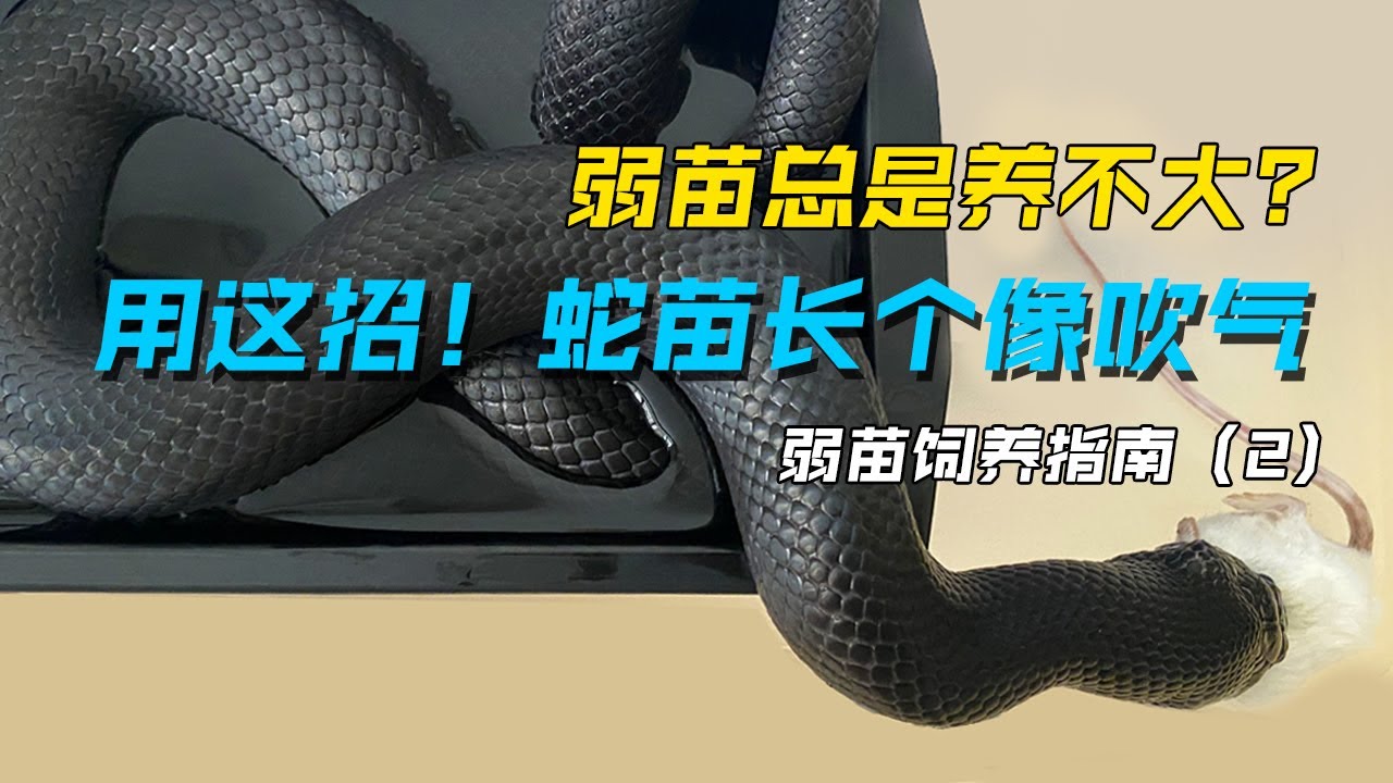 黑王蛇 ｜ 买到弱苗不用慌，按照这样喂，蛇苗个子疯长像吹气 （2）Mexican Black Kingsnake how to make a ...