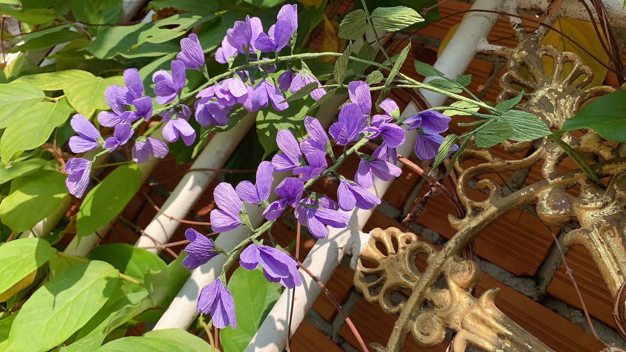 ABC TV | How To Make Easy Wisteria Flower With Crepe Paper - Craft ...