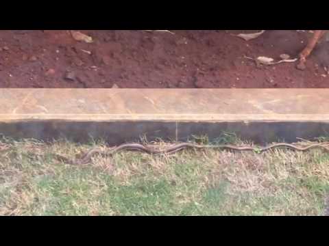 Snake in marathi name Taskar - YouTube