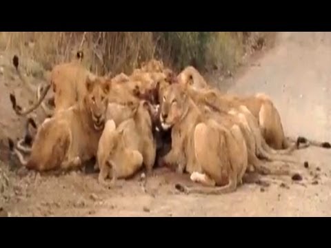 Huge Pride of Lions Eat Wildebeest on the Road - YouTube