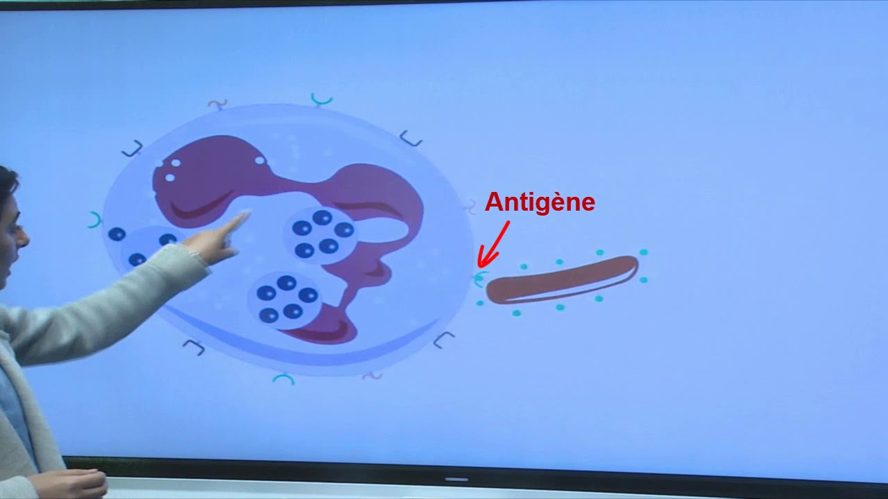 système immunitaire réaction inflammatoire (3 eme Année collège ...