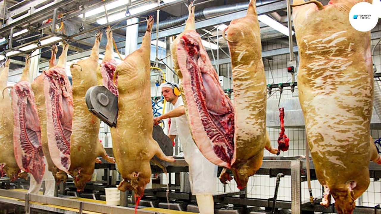 Como Se Hace Tecnología De Procesamiento De Carne De Cerdo De Millones ...