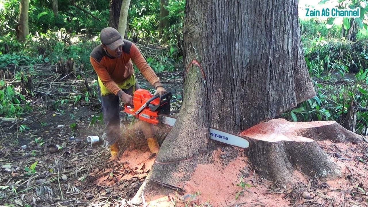 Amazing Fastest Cutting Huge Tree Skill With Chainsaw Machines ...