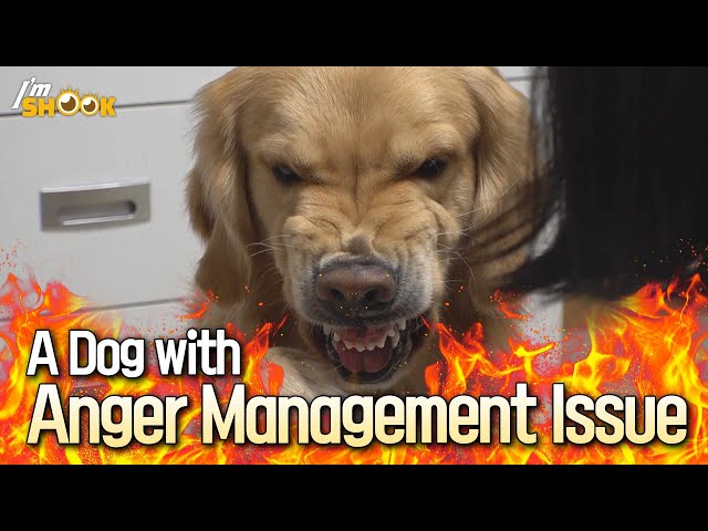 Angry Golden Retriever
