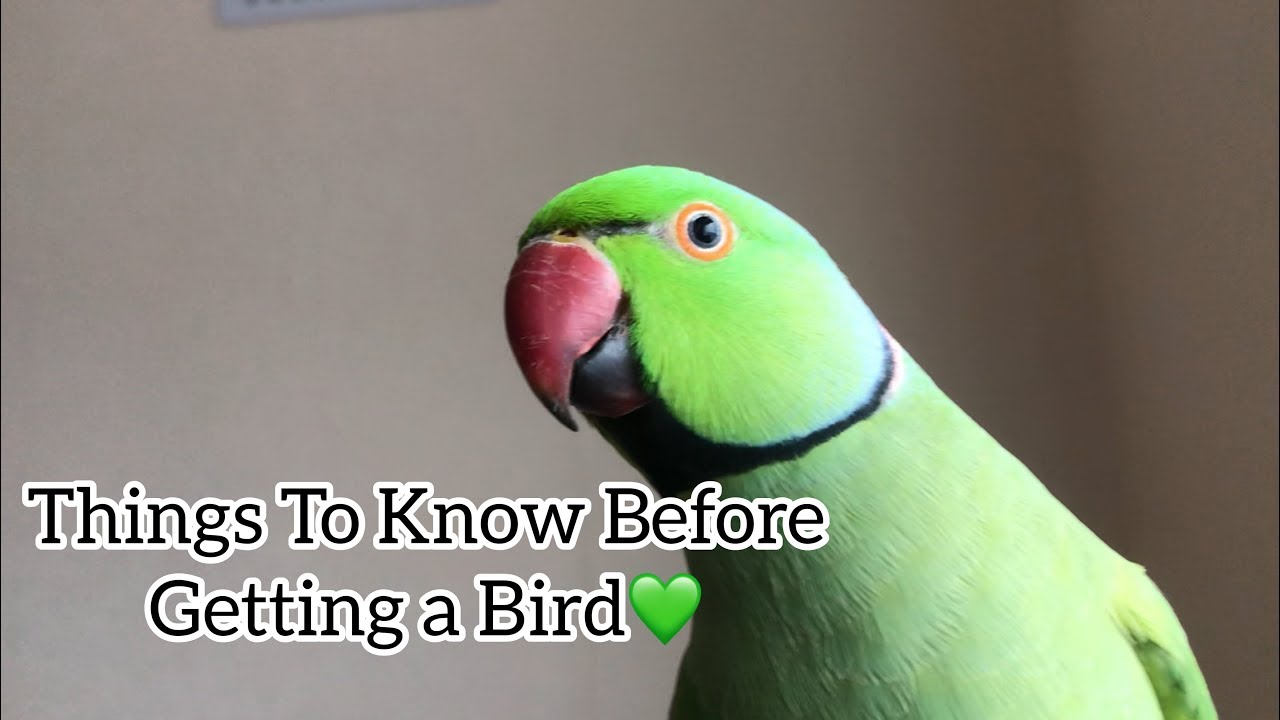 Thing To Know Before Getting A Bird - YouTube