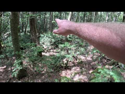 Aokigahara Round 7     UNCUT   (4k)