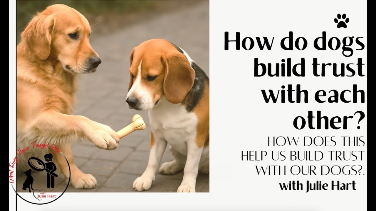 How Do Dogs Build Trust With Each Other? - YouTube
