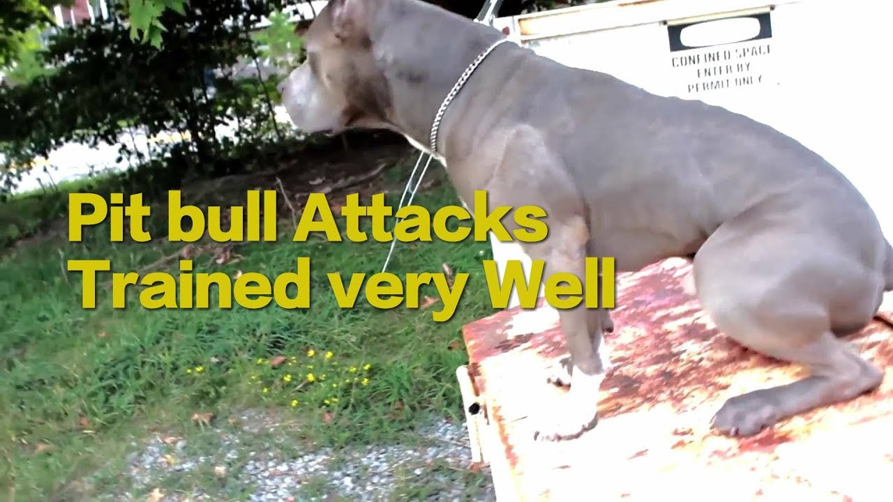 Best ultimate Pitbull protection guard dog attack trained family ...