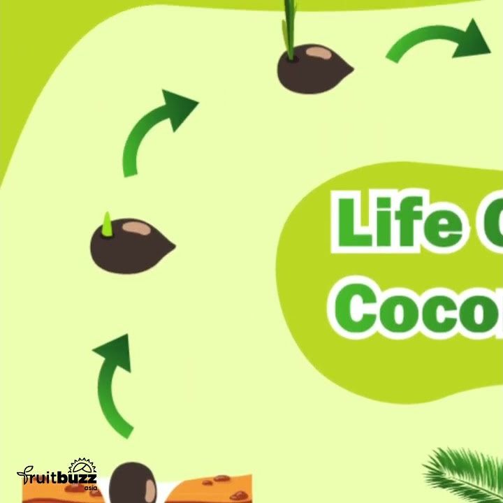 Life Cycle of Coconut Tree - YouTube