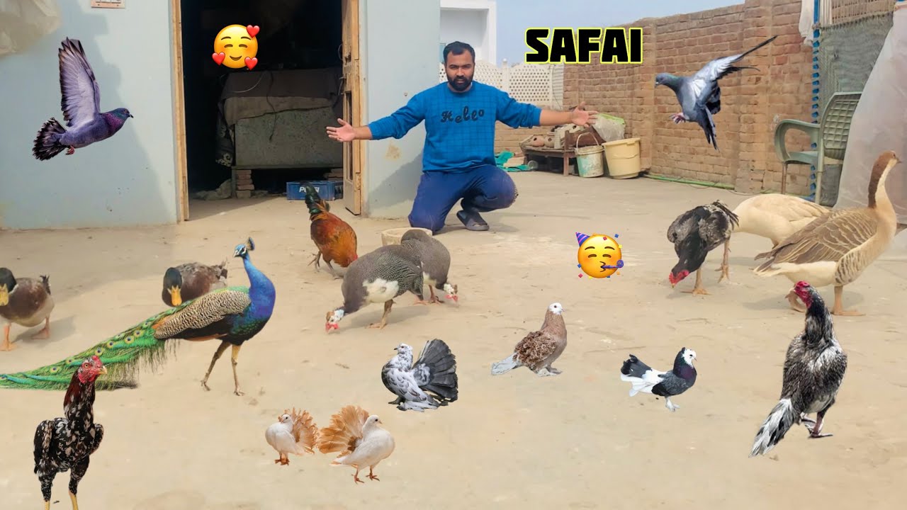 big wooden birds cage ki safai🥰mini zoo 😍| Pigeon Cage Setup |DIY Bird ...