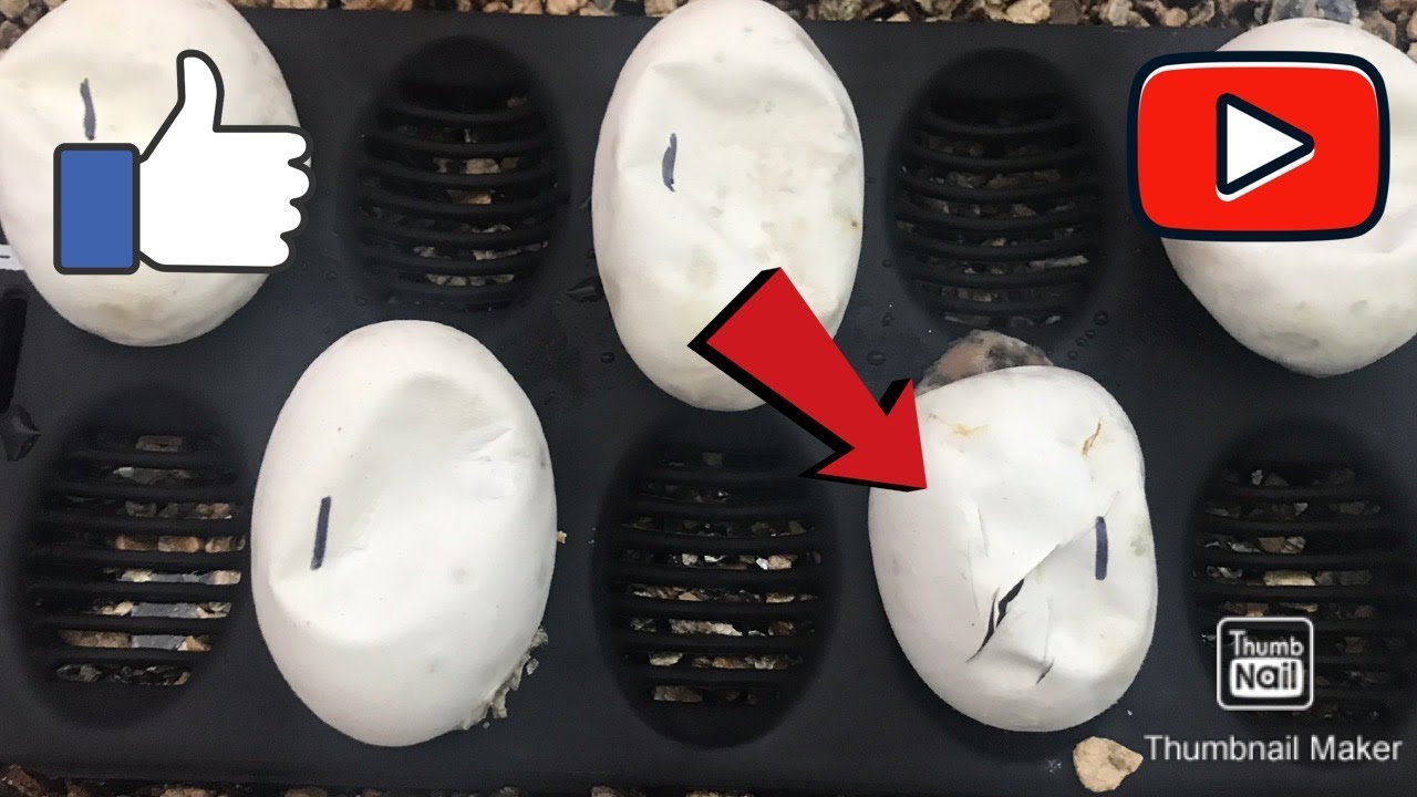 Royal Python Egg Cutting - YouTube