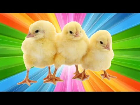 Civciv Şarkısı | Civciv Dansı | Eğlenceli Bebek ve Çocuk Şarkıları