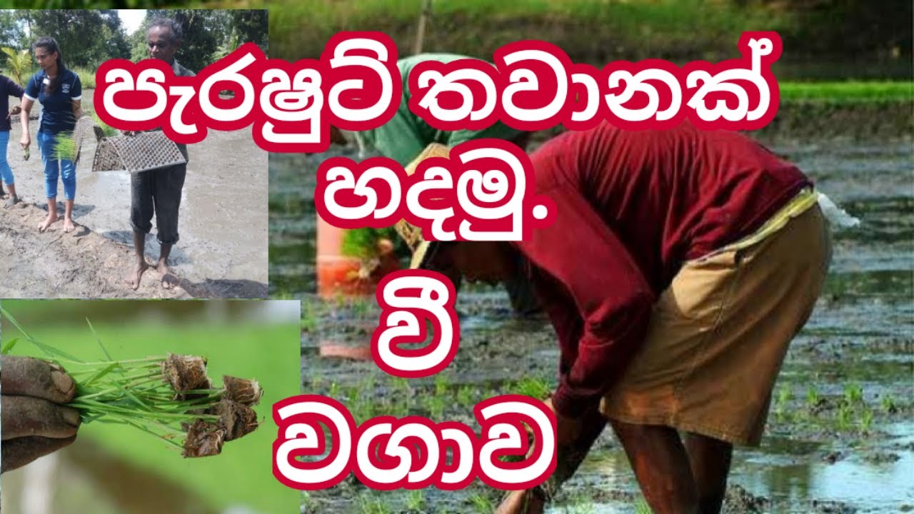 පැරෂුට් තවානක් හදමු! වී පැළ වැපිරීම සදහා, How to Make a Parachute ...