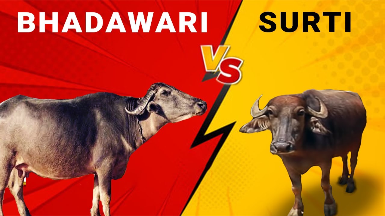 Surti vs Bhadawari Buffalo - YouTube