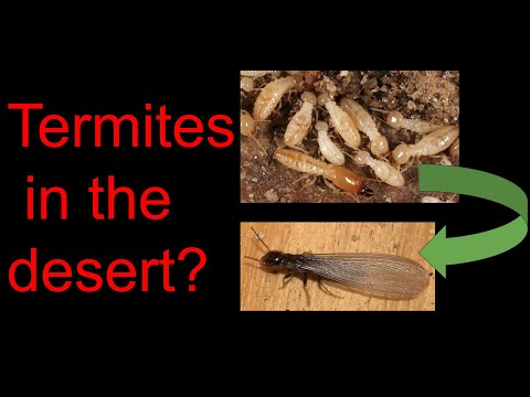 Are There Termites In St George Utah