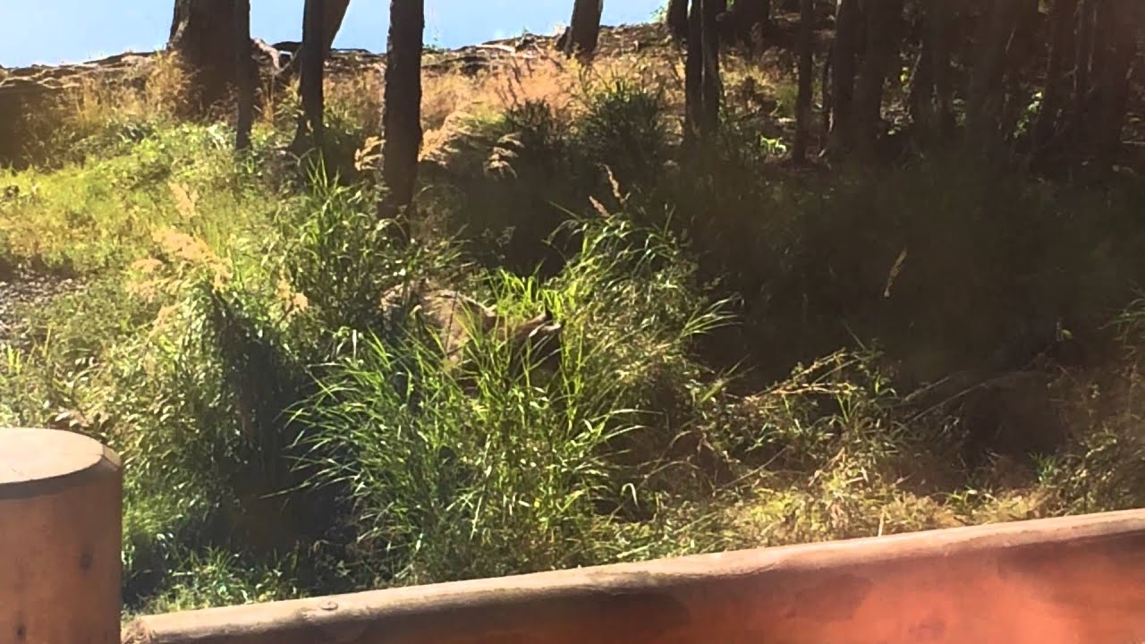 Lynx seen while camping at Engineer Lake in Kenai, Alaska! - YouTube