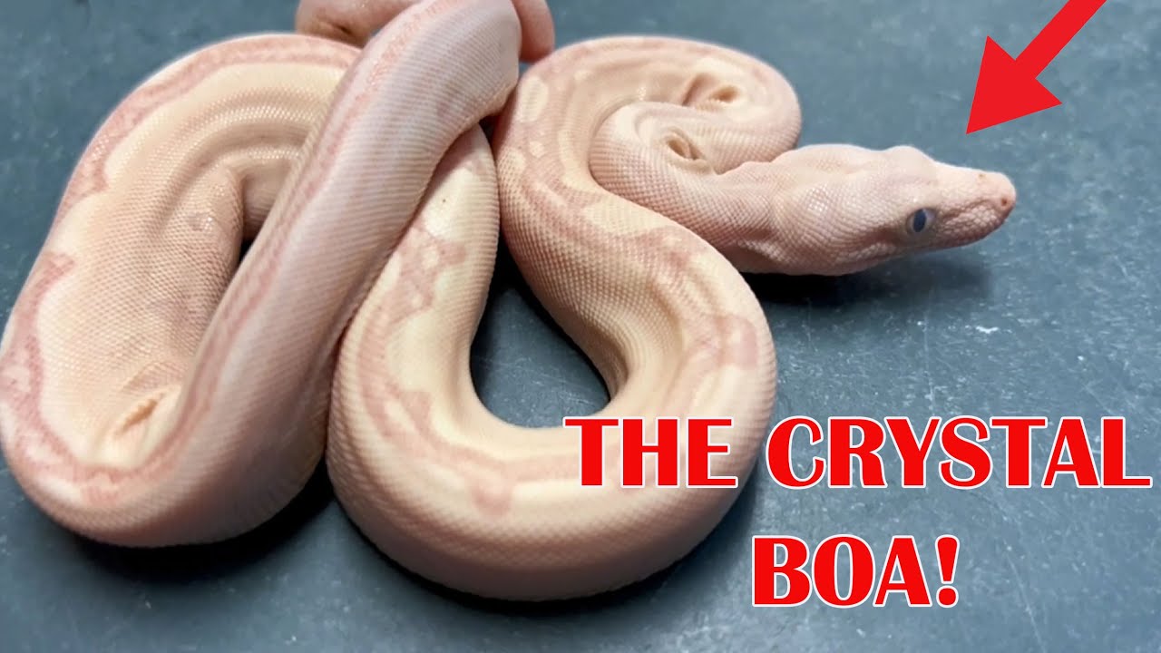 BLUE EYED LEUCISTIC BOA! PLUS, BIG BREEDER BOAS! - YouTube