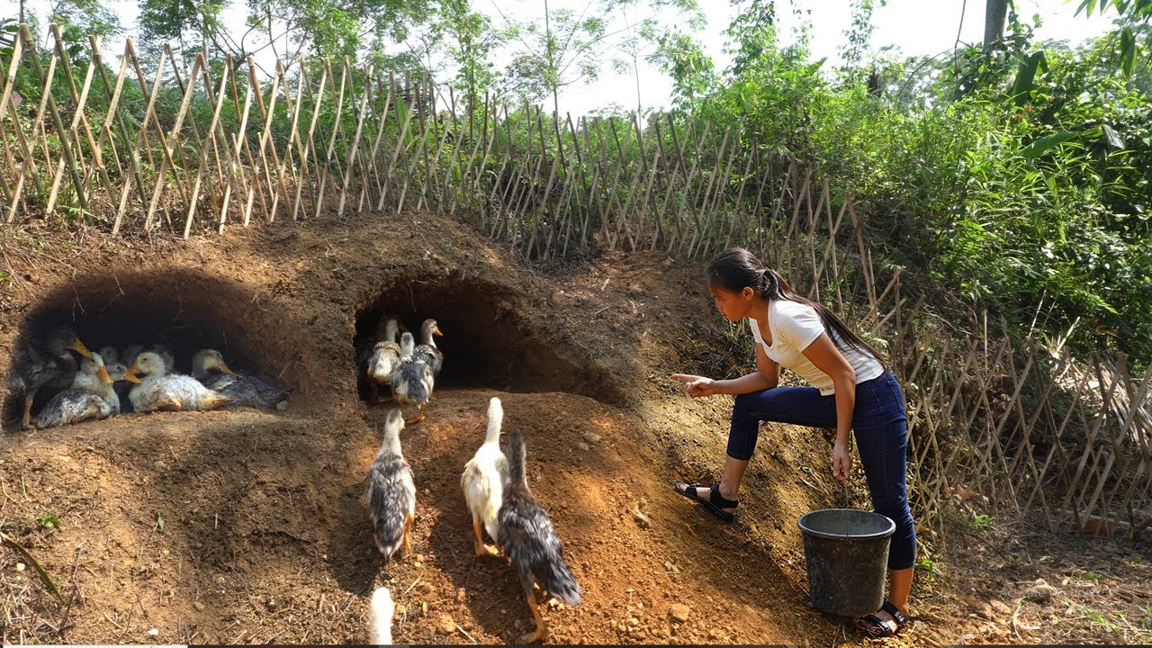 Dig deep holes for ducks to hide - Hoàng Thị Chiển | Building Farm Life ...