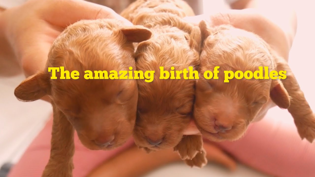 Poodle giving birth the second time|The birth of Toy Poodles| # ...