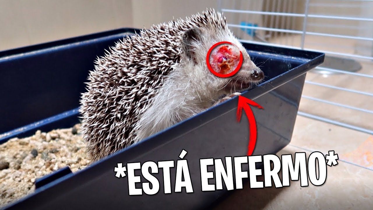 NO CREERÁS COMO ESTÁ MI ERIZO ENFERMO DEL OJO A DÍA DE HOY... ThaNix229 ...