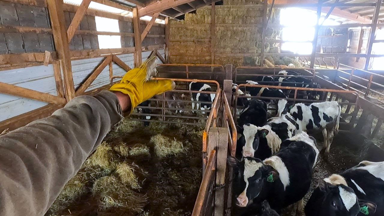 Typical Winter Chores on a Small Dairy Farm! - YouTube