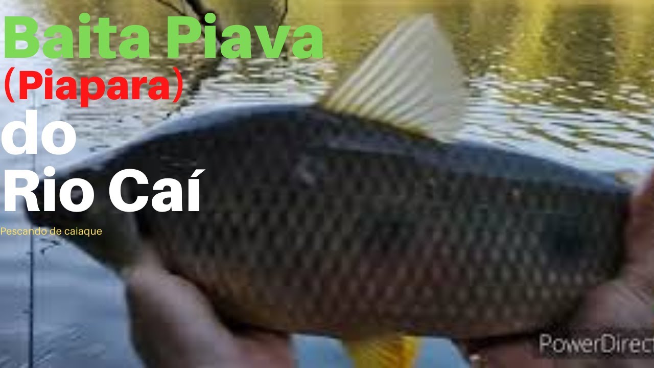 Pescaria de Piava. - YouTube