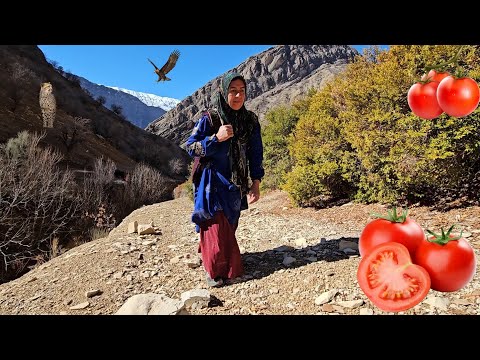 Mysterious Mountains⛰️: The Taban and Adventure of Picking Tomatoes 🍅 in Harsh Nature🌳🐆⛰️