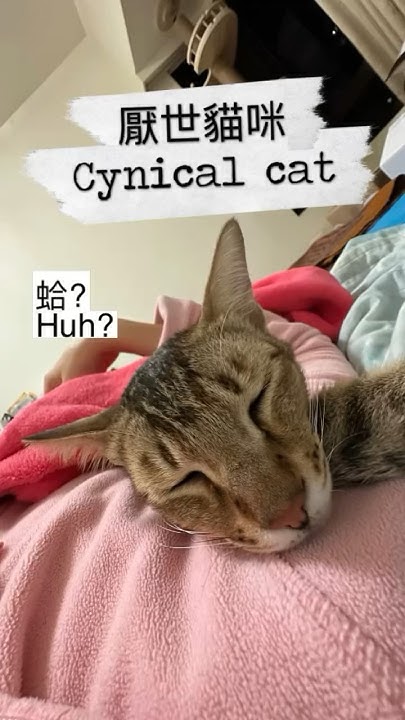 貓咪也厭世？！Cynical cat?! | #short #cat #pet #simba #貓咪 #厭世 #辛巴喵喵 - YouTube
