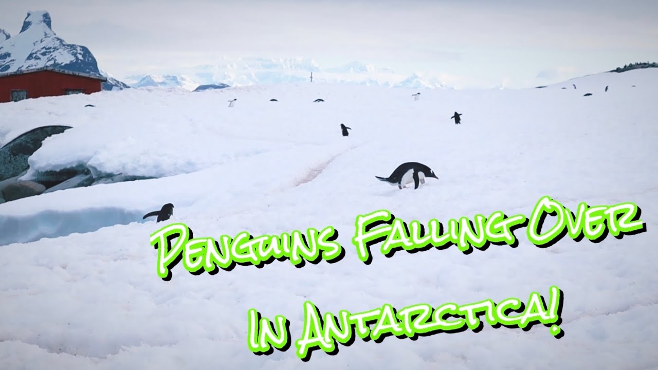Episode 16 - Penguins Falling Over In Antarctica! - YouTube