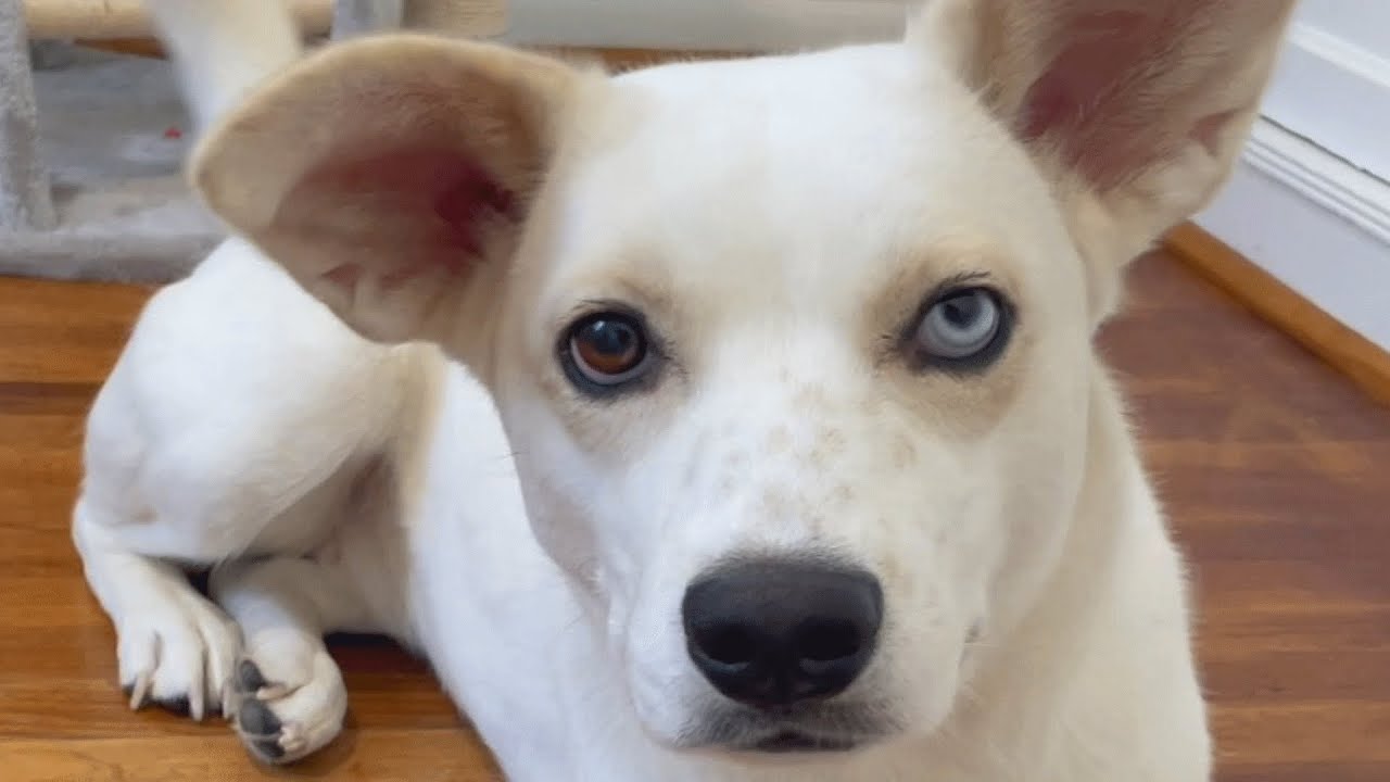 Cat person adopts a dog. And surprises haven't stopped coming. - YouTube