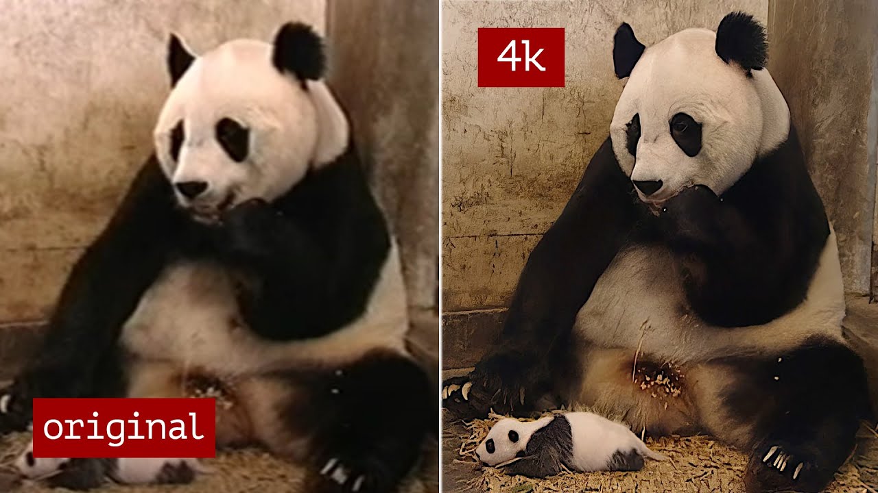 Scared Panda [4K UHD Remastered] - YouTube